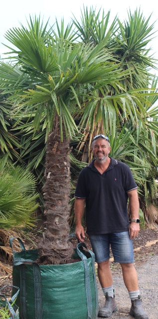 Chinese Windmill Palm – PALMLIFE.COM.AU