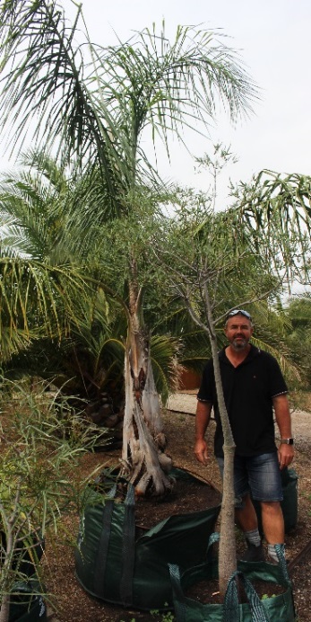 Cocos Palm – PALMLIFE.COM.AU