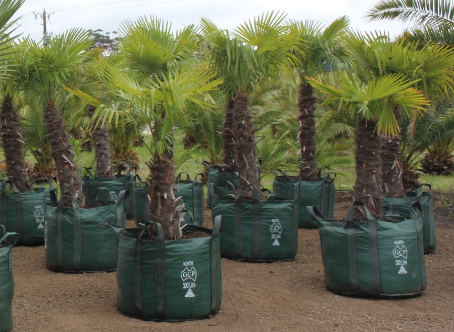 Chinese Windmill Palm – PALMLIFE.COM.AU