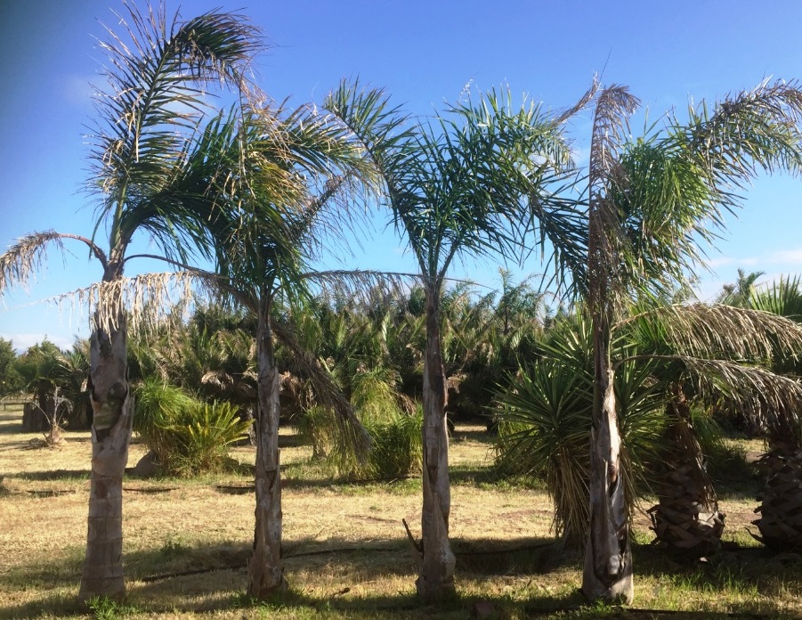 Cocos Palm – PALMLIFE.COM.AU