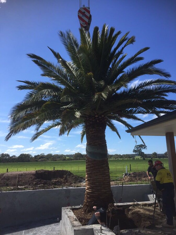 Tree Removal and Relocation – PALMLIFE.COM.AU