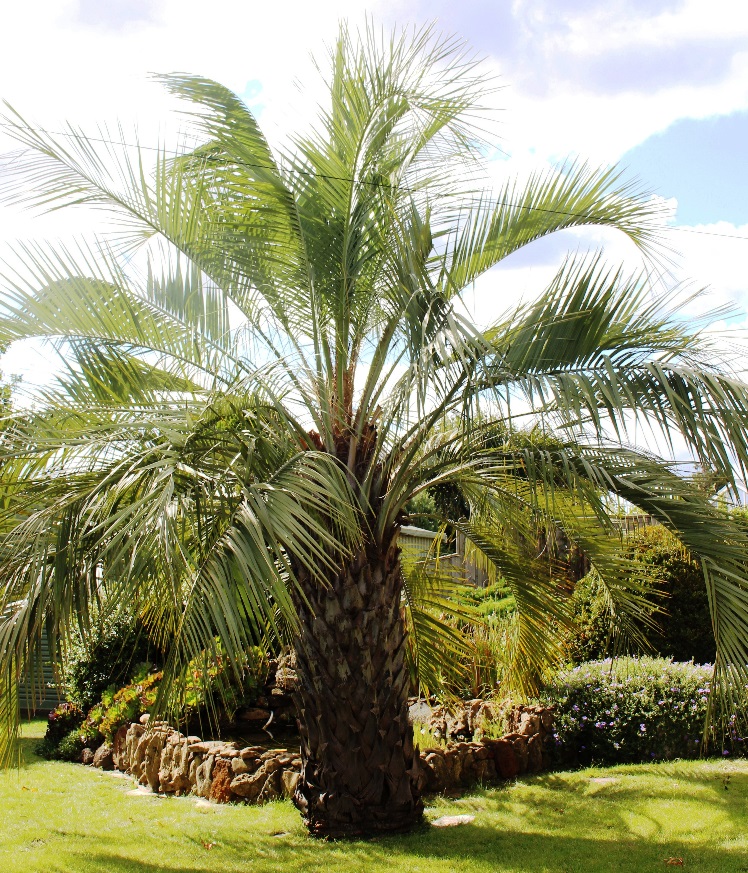Wine Palm – PALMLIFE.COM.AU