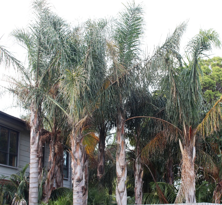 Cocos Palm – PALMLIFE.COM.AU
