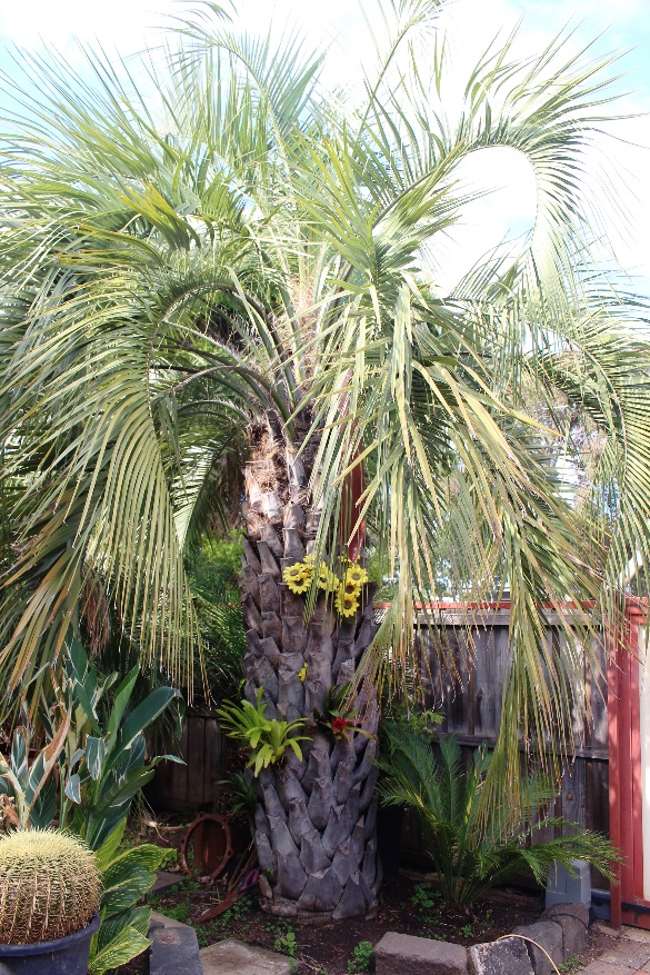 Wine Palm – PALMLIFE.COM.AU