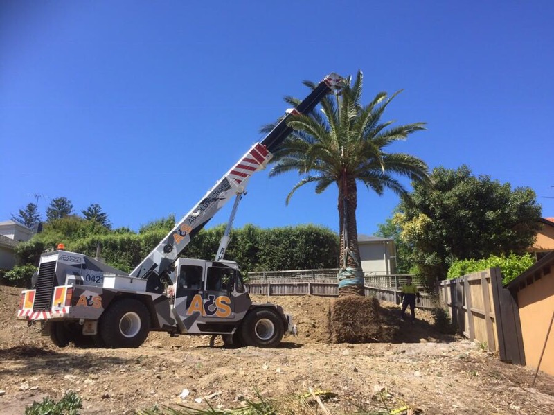 Tree Removal and Relocation – PALMLIFE.COM.AU