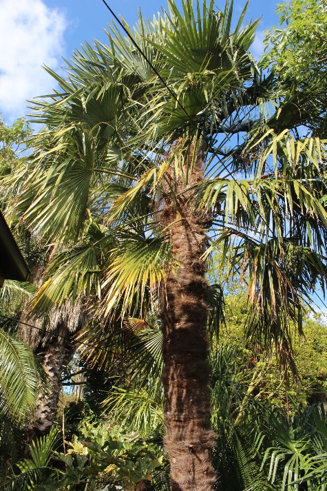 Chinese Windmill Palm – PALMLIFE.COM.AU