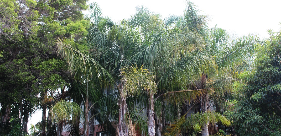 Cocos Palm – PALMLIFE.COM.AU